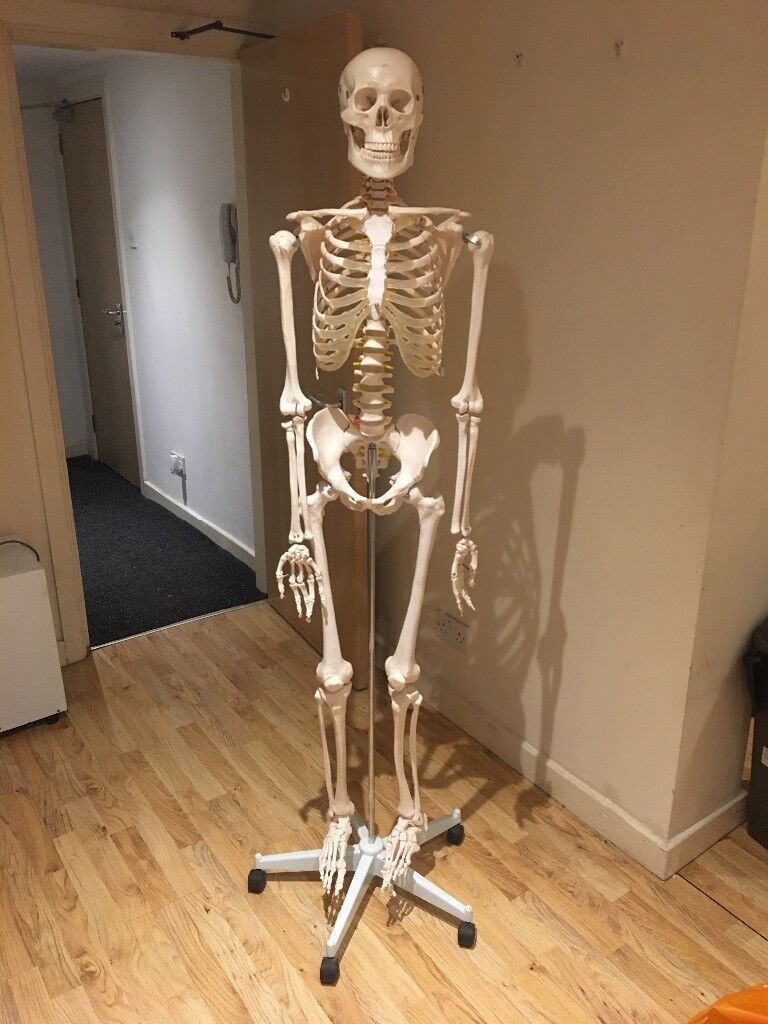 ATL01 Human Skeleton Full Size (MALE) – stethoscopes